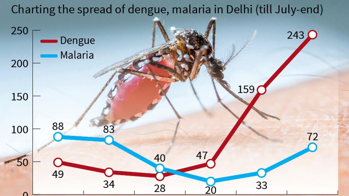 Dengue at 5-year high, municipal workers go on indefinite strike - The Hindu